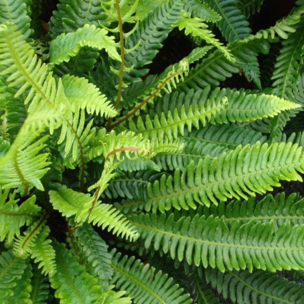Ferns for sale UK | Buy ferns online | ferns for shade