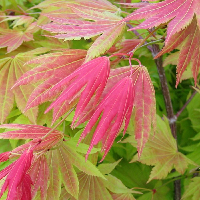 Acer shirasawanum 'Moonrise' - Japanese Maple