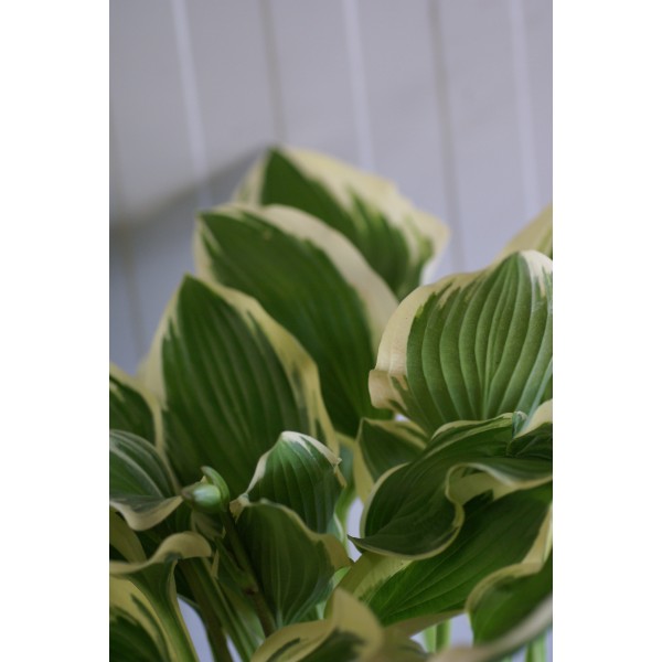 Hosta plants for sale | Plantain lilies