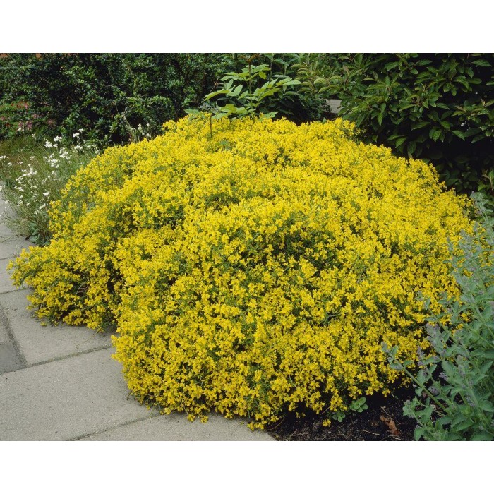 Genista Lydia - Hardy Dwarf Broom