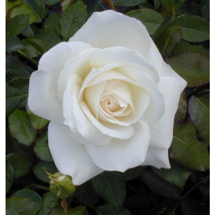 Large Standard Rose Tree 'White Swan' - circa 150cms tall