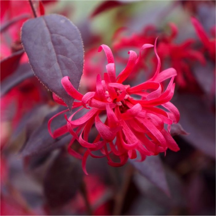 Red Chinese Flowers
