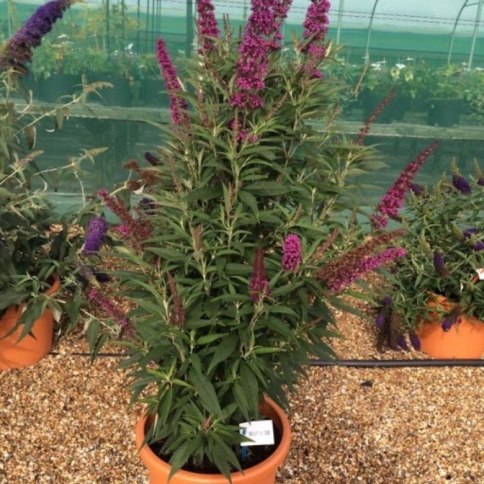WINTER SALE - Buddleia davidii Butterfly Tower - Straight Up Buddleja