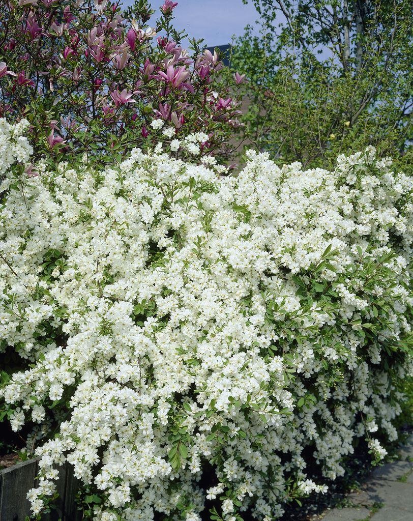 Exochorda racemosa The Bride - Large Specimen