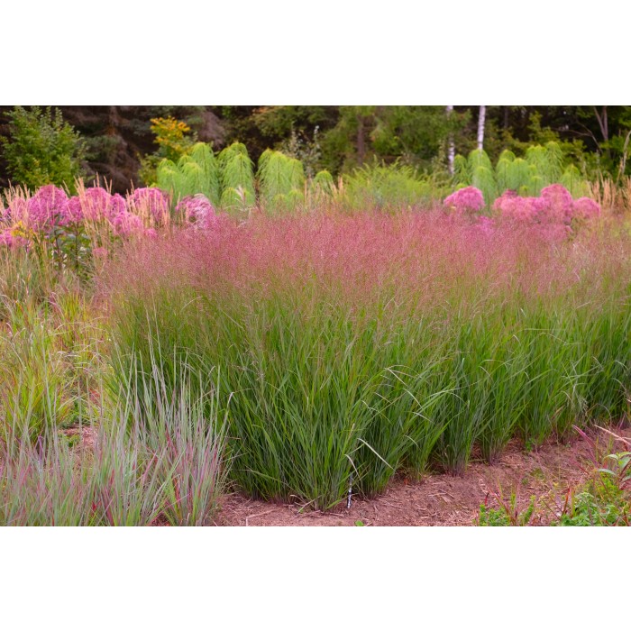 Panicum virgatum Apache Rose - Large Switch Grass