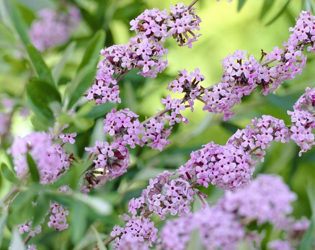 Buddleja alternifolia Unique - Buddleia Butterfly Bush
