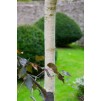 Betula pendula Royal Frost - Birch Tree