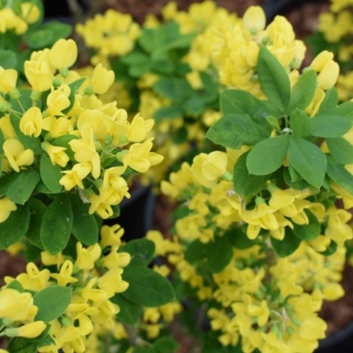 Laburnum anagyroides Yellow Rocket - Upright Golden Chain Tree