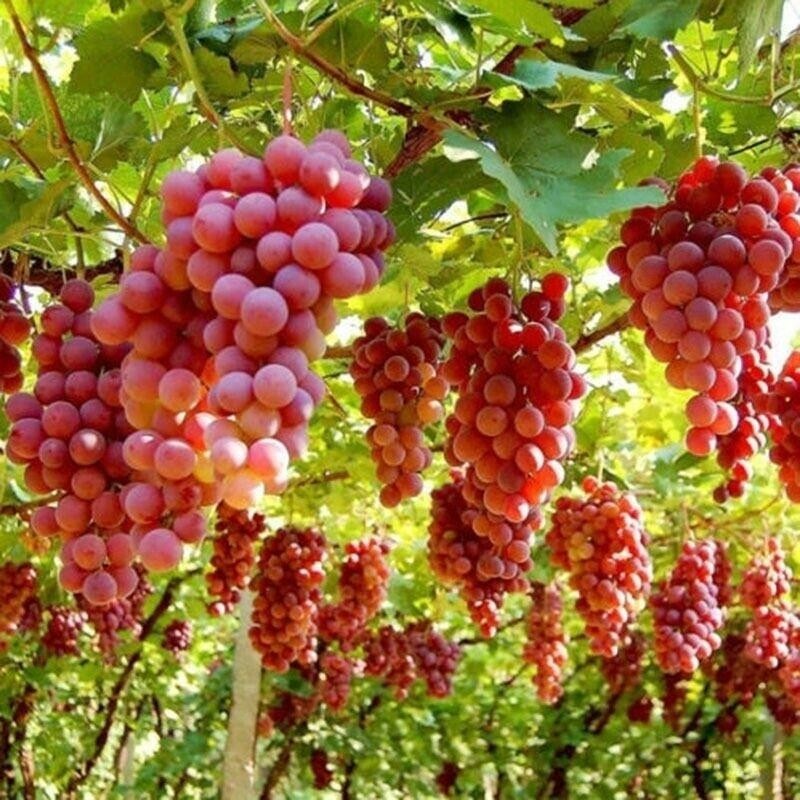 Large circa 5-6ft Grape Vine - Vitis vinifera 'Red Ruby'