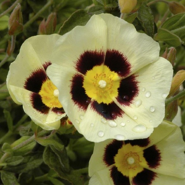 Cistus plants for sale | Buy Cistus shrubs online UK delivery