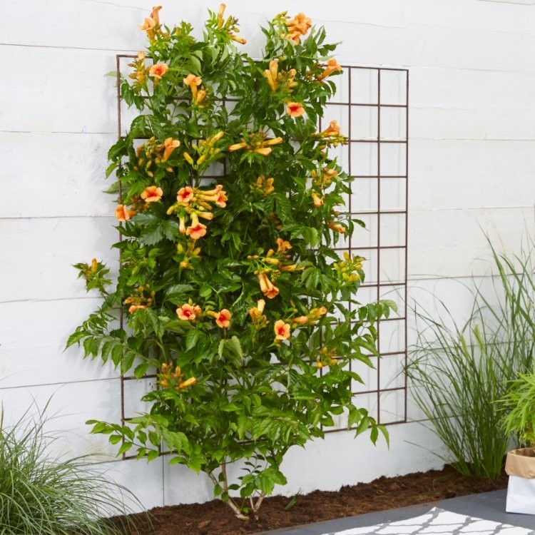 Campsis Indian Summer - Large Specimen Trumpet Vine