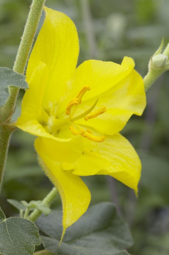 Fremontodendron California Glory - Californian Flannel Bush