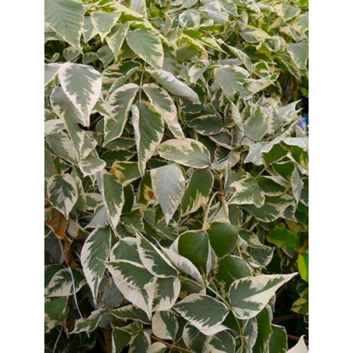 Aralia elata Variegata - Japanese Angelica Tree