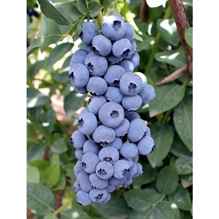 GIANT Blueberry - TITANIUM - Vaccinium corybosum