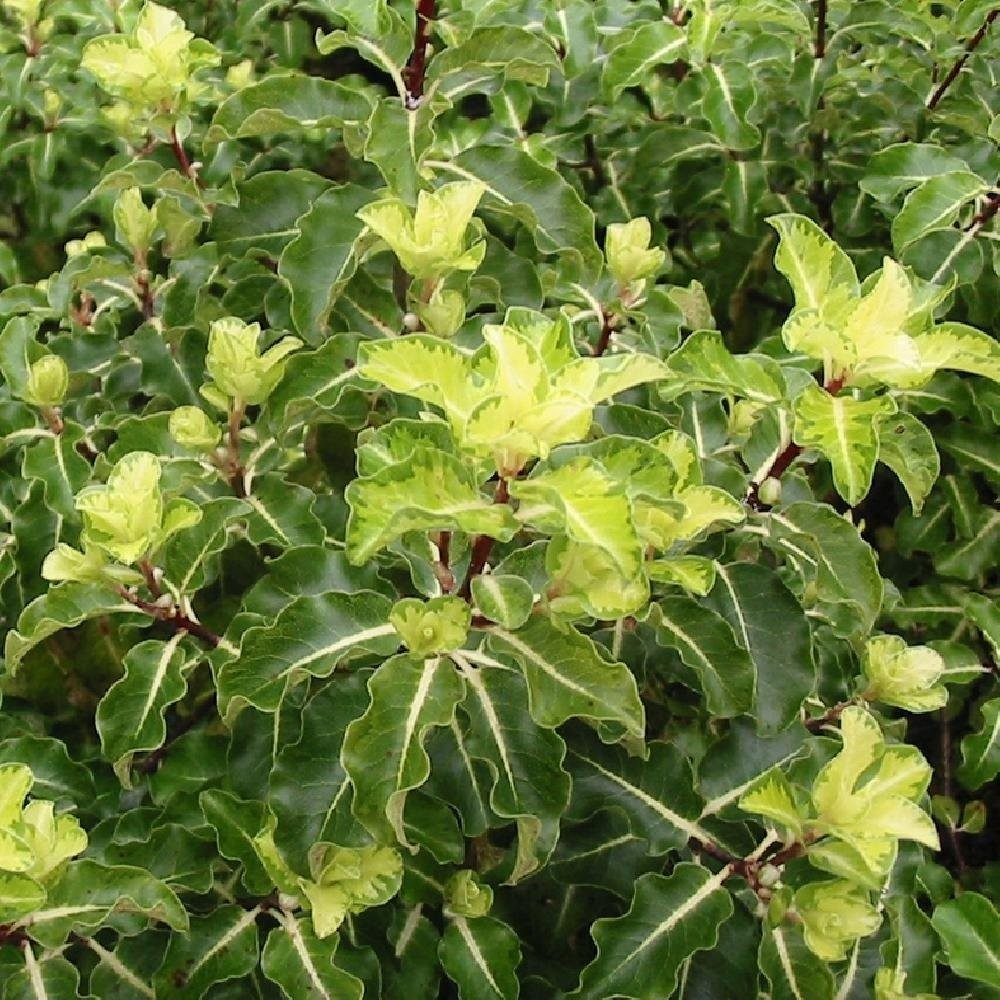 Pittosporum tenuifolium Gold Star - Evergreen kohuhu