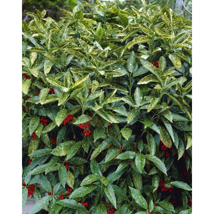 Evergreen Japanese Spotted Laurel - Aucuba japonica Variegata
