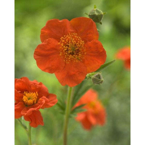 Geum plants for sale | Buy Geum Aven flowers UK