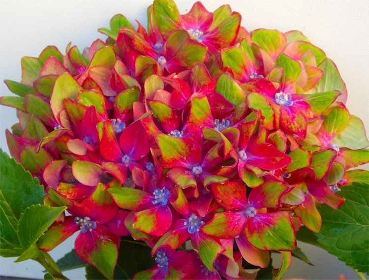 Hydrangea Glam Rock - Amazing Multi-Coloured Schloss Wackerbarth Hardy ...