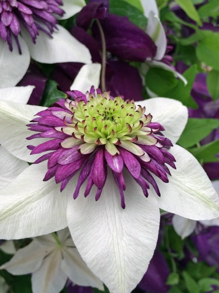 Clematis florida Vienetta - Summer Flowering Clematis