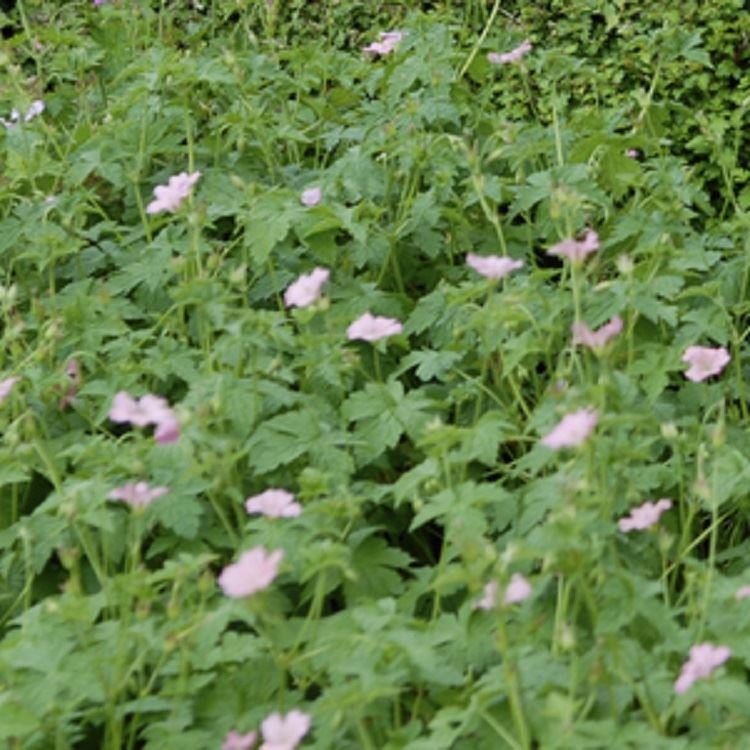 Stephanandra incisa crispa