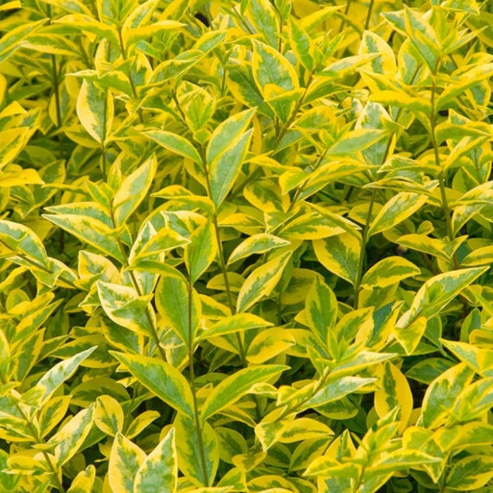 Golden Privet Hedge