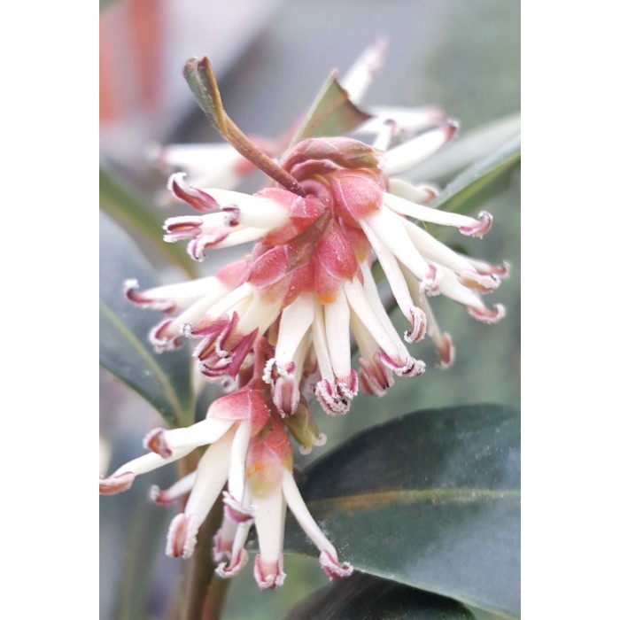 Sarcococca hookeriana Winter Gem - Fragrant Sweet Box - LARGE