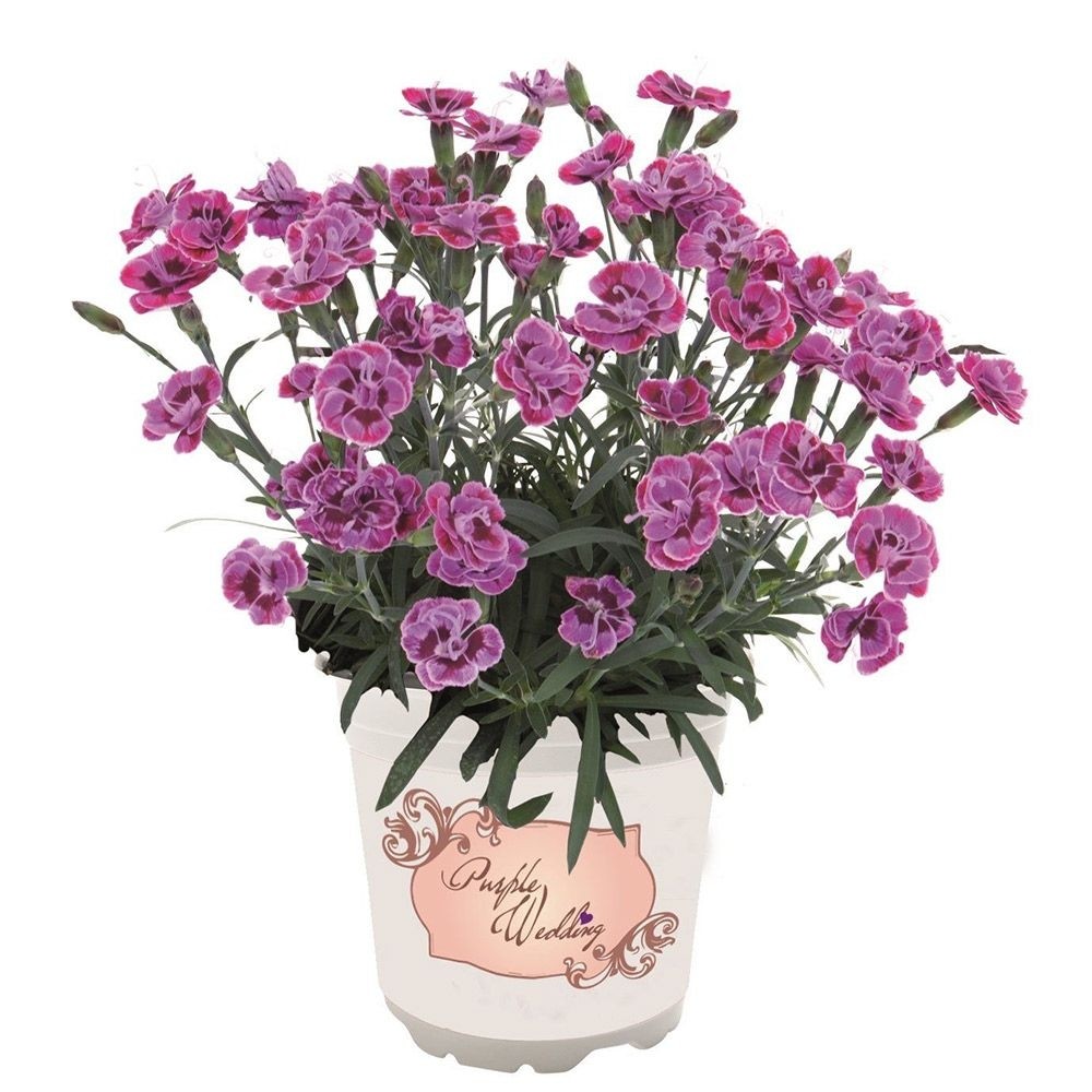 Dianthus Purple Wedding - Fragrant Pink in Bud & Bloom - Pack of SIX