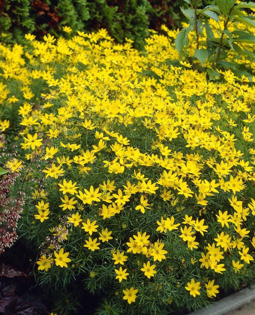 Coreopsis ''Zagreb''