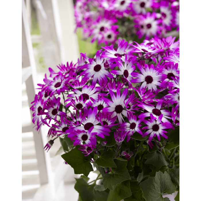 Magenta Bicolour Senetti Plant in Bud & Bloom