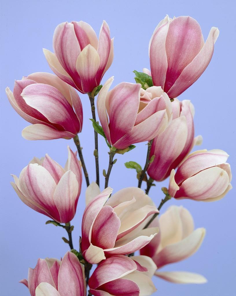 Magnolia Red Lucky - Chinese Magnolia Shrub