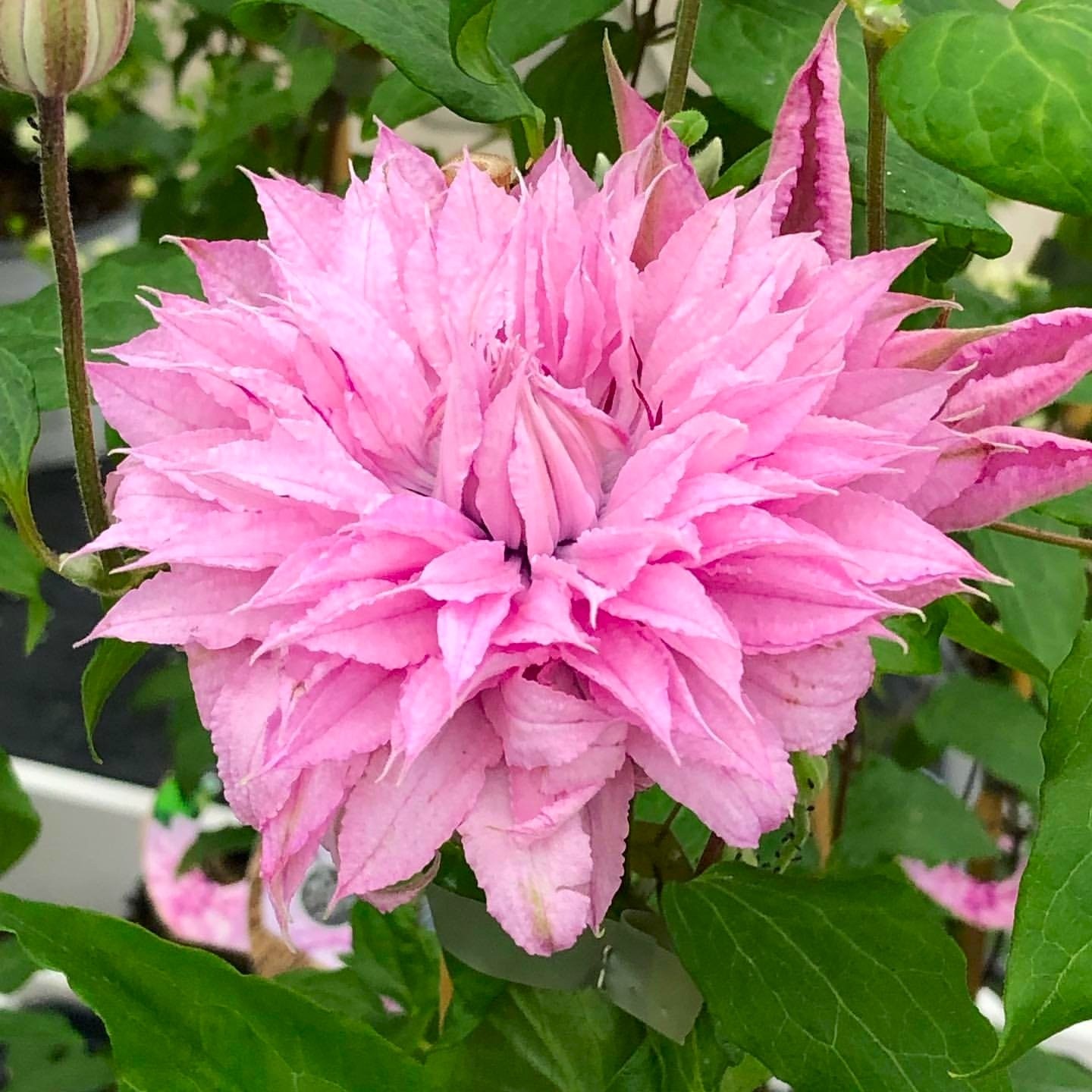 Clematis Multi Pink - Stunning Brand New & Exclusive hardy Climbing ...