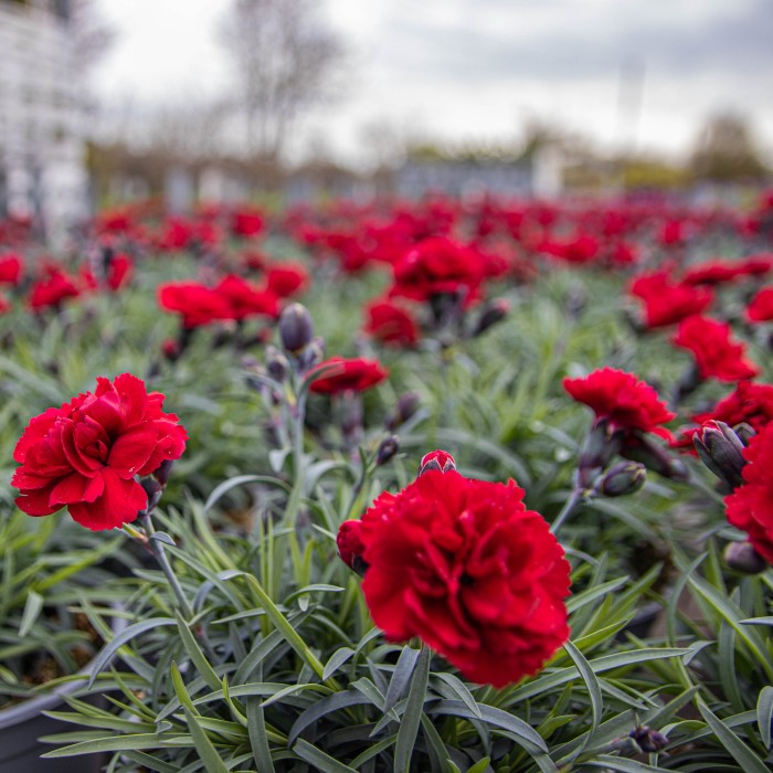 Dianthus Rebekah - Sumptuous Crimson Cherry Red Flowers - In Bud & Bloom