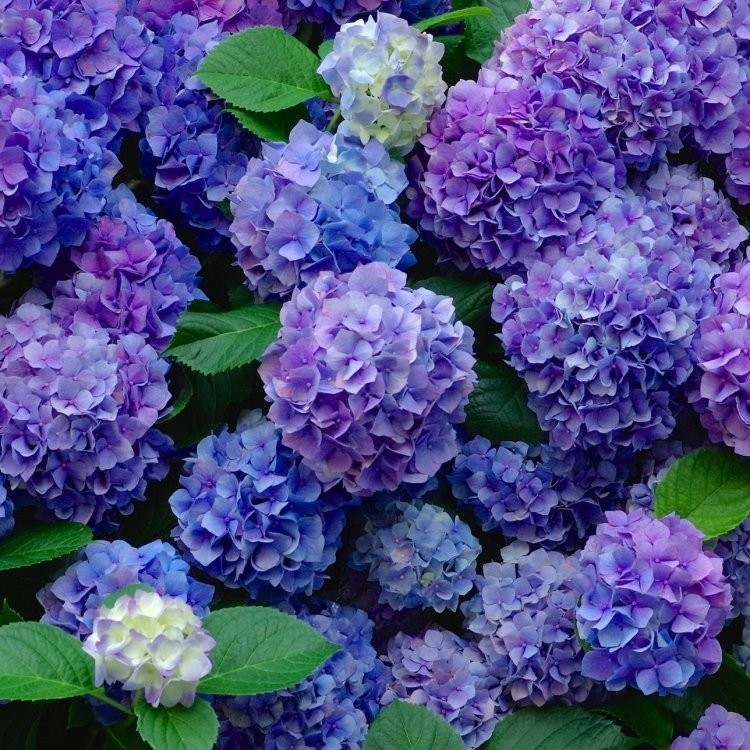 Hydrangea My Beautiful Indigo - Large Flowered Mophead Hydrangea - XXXL ...