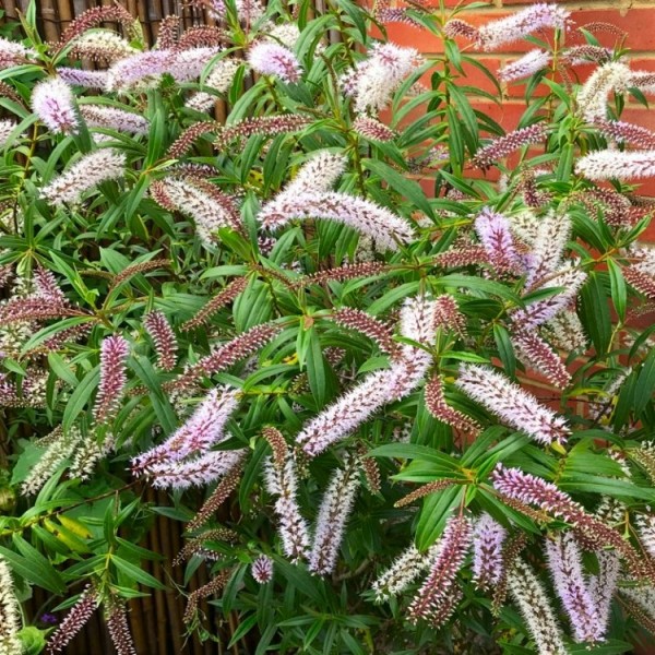Hebe plants for sale | Buy Hebe shrubs UK delivery