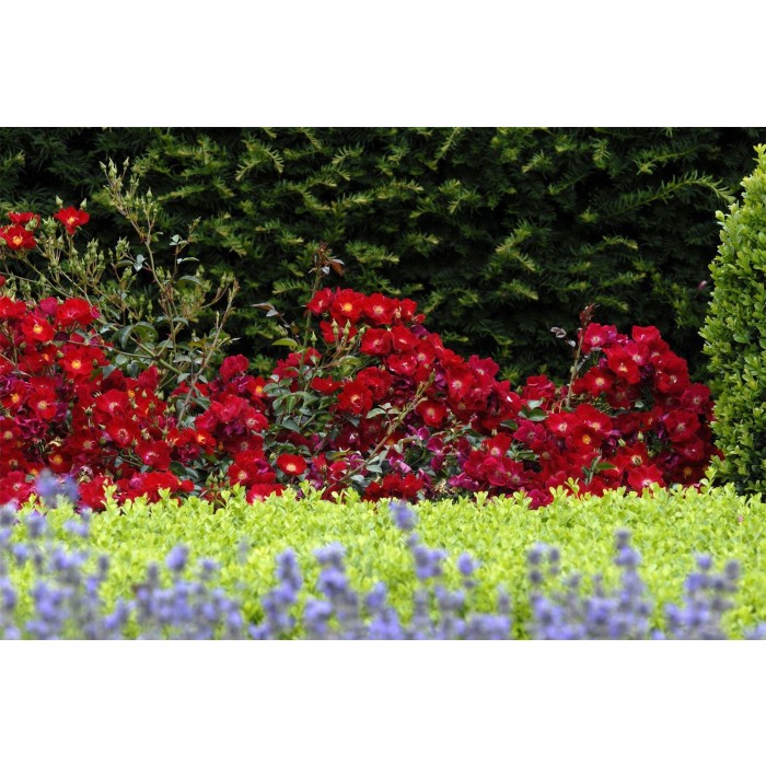 Rose Flower Carpet Red Velvet