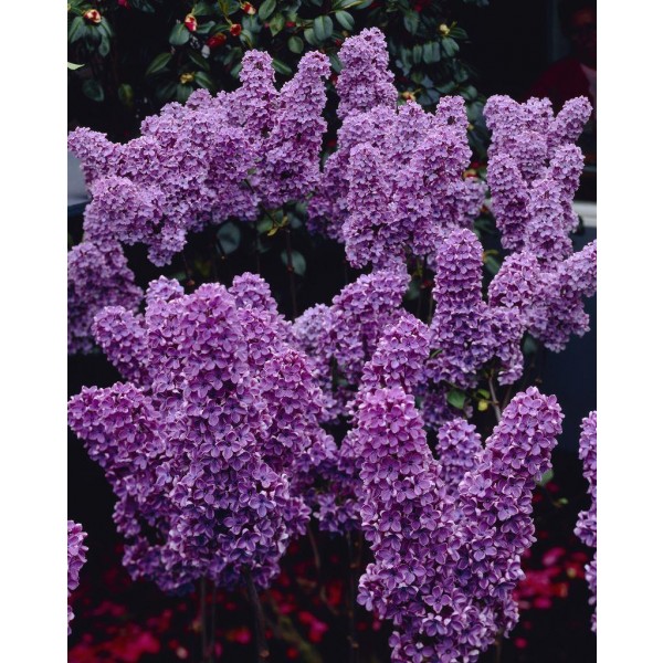 Cotinus coggygria Lilla - Compact Purple Smoke Bush