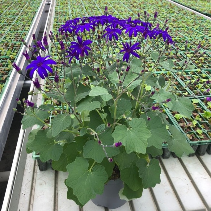 Deep Blue Senetti in Bud & Bloom