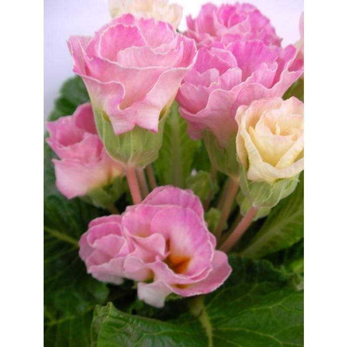 Primrose Antique Rose - Pretty Pink Ruffled Flowers - Pack of SIX Plants