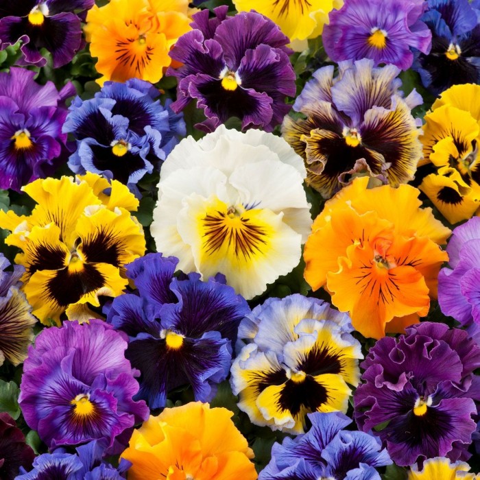 Pansy Frizzle Sizzle Mix - Pack of SIX Plants