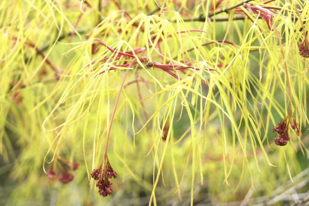 Acer palmatum Koto No Ito - Japanese Maple