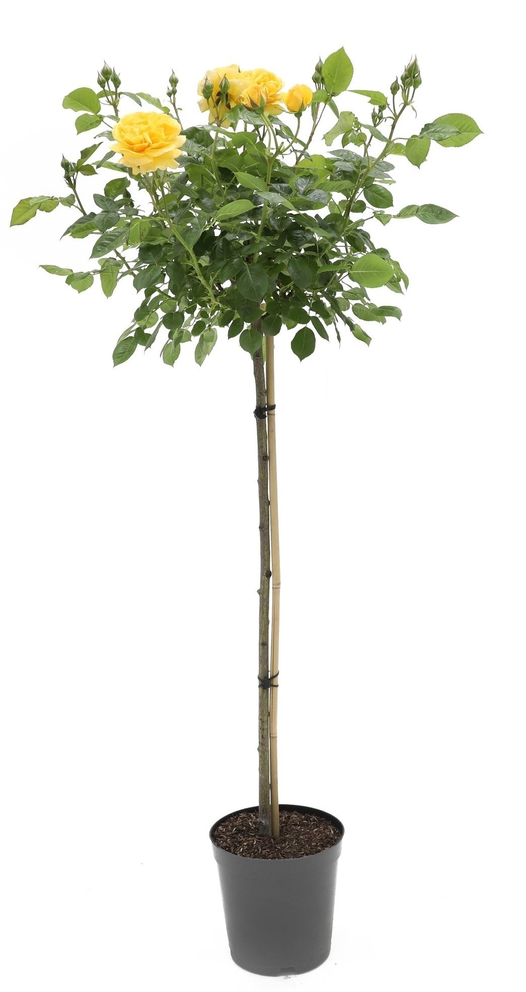 Large Golden Yellow Standard Rose Tree 'Landora' - circa 150cms tall