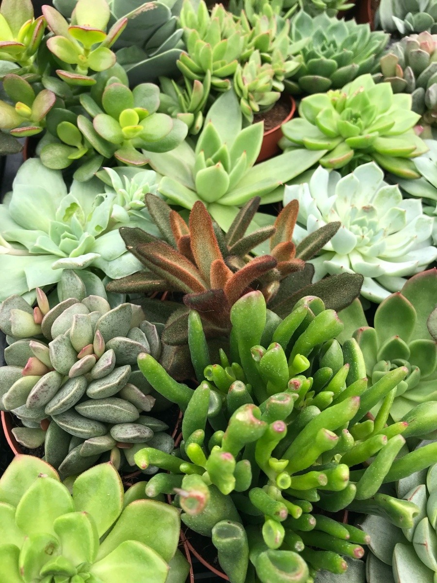 Succulent Plant Collection - FIVE Contemporary Trendy Plants