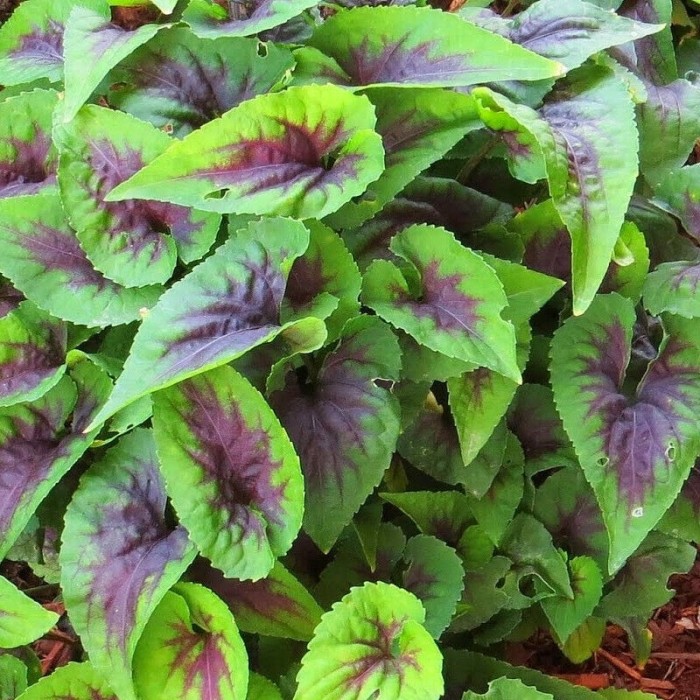 Viola Heartthrob - Sweet Violet