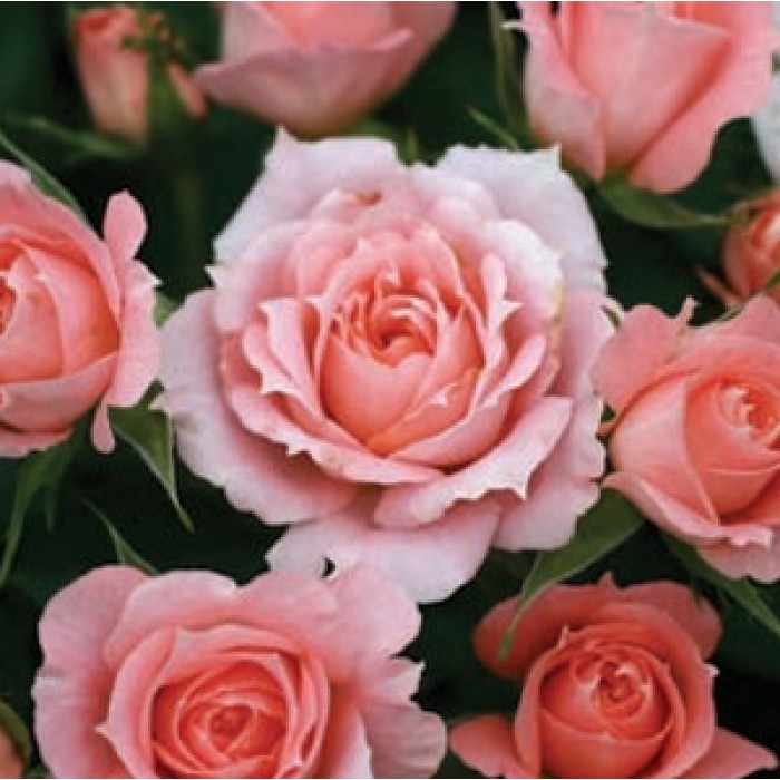 Luxury Garden Roses - Premier Collection - Pack of SIX Assorted Bush Roses
