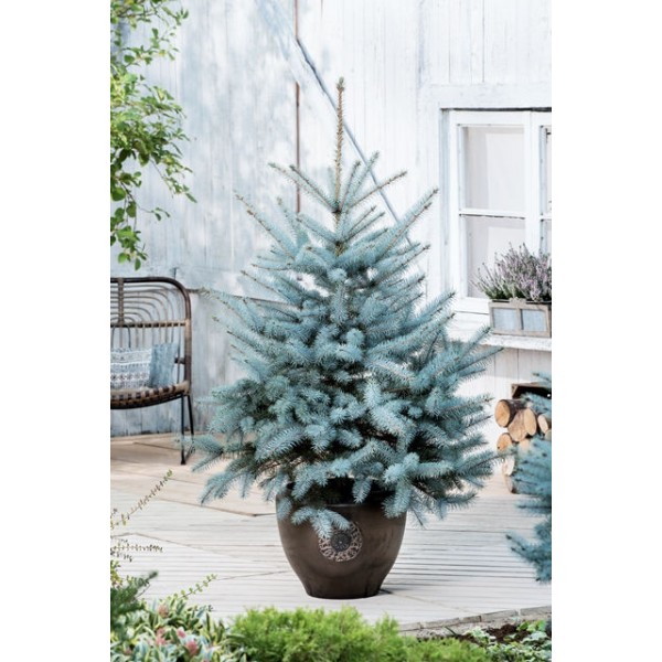 Potted Christmas Trees UK | Buy Live Christmas trees