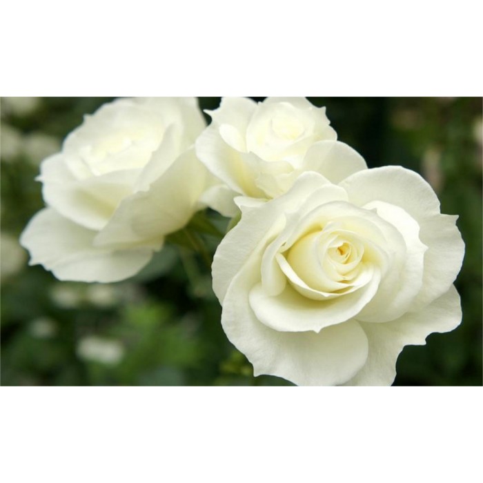Pair of Mini Standard WHITE Flowering Garden Rose Trees