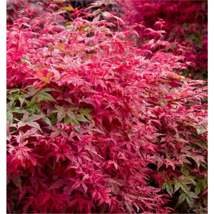 Acer palmatum Shin Deshojo - Japanese Maple