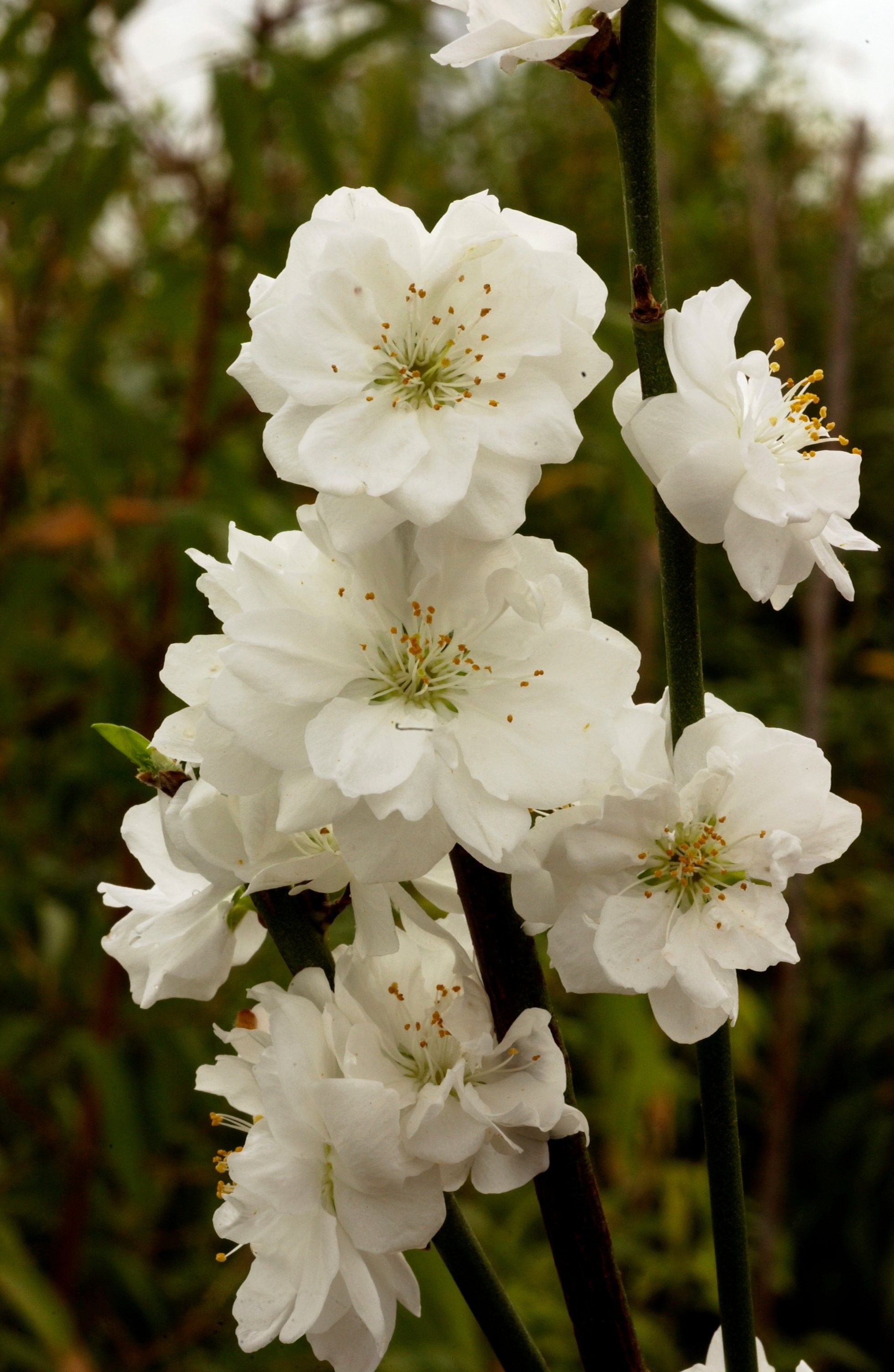 Prunus persica Taoflora White - circa 150cm tall