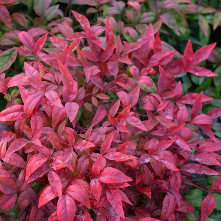 WINTER SALE - Nandina domestica Firepower - Sacred or Heavenly bamboo