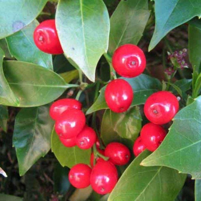 Aucuba Rozannie - Japanese Laurel